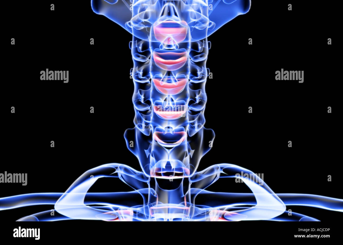 The bones of the neck Stock Photo - Alamy
