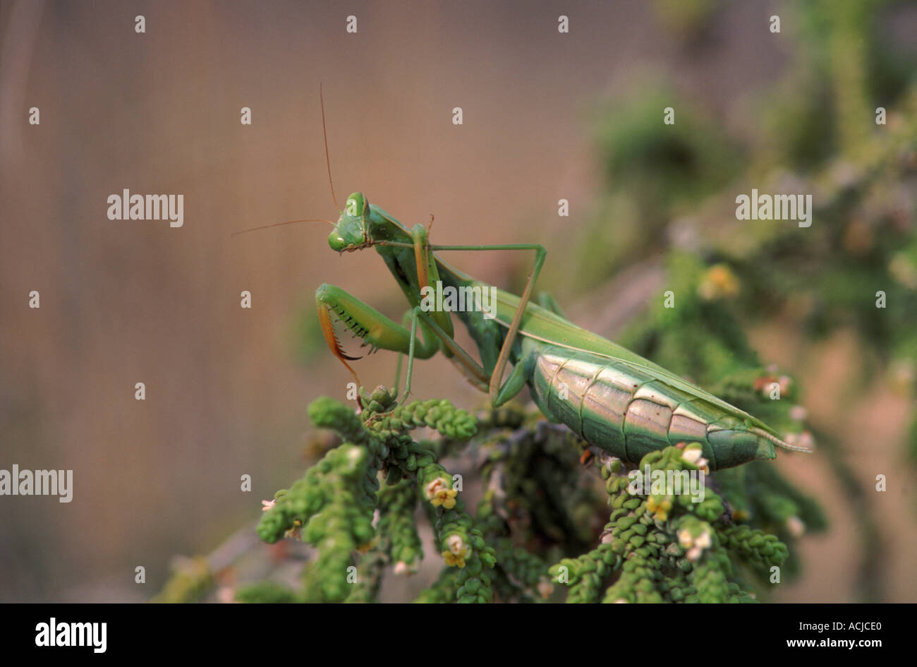 European praying mantis female Mantis religiosa cleaning leg Spain ...