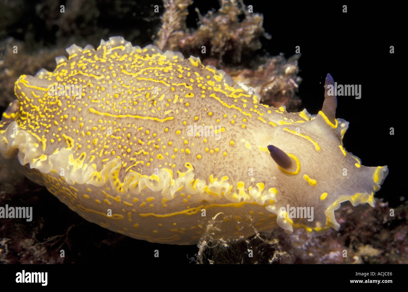 Hypselodoris elegans hi-res stock photography and images - Alamy