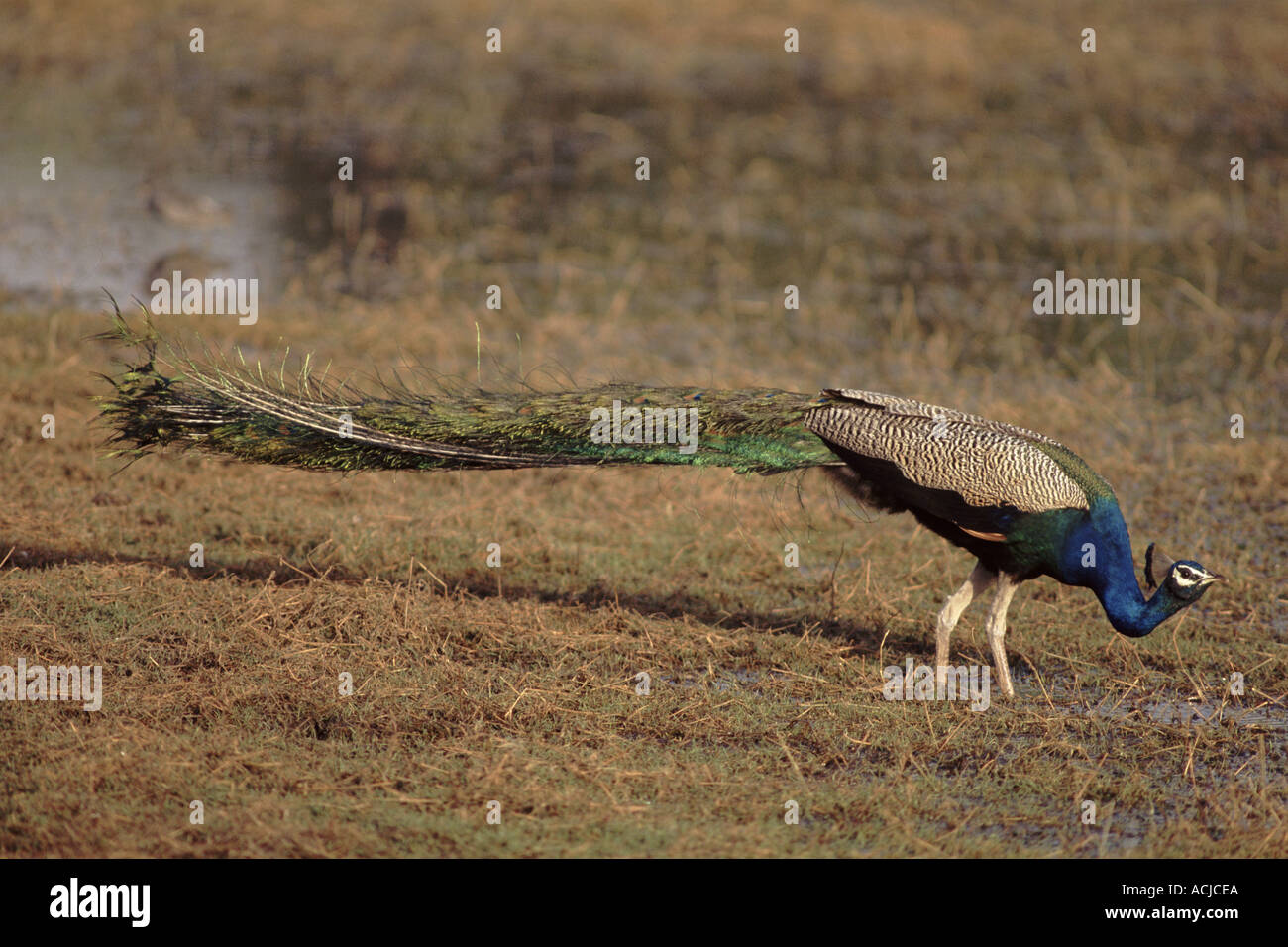 Common peafowl Pavo cristatus Ranthambore NP India Stock Photo - Alamy