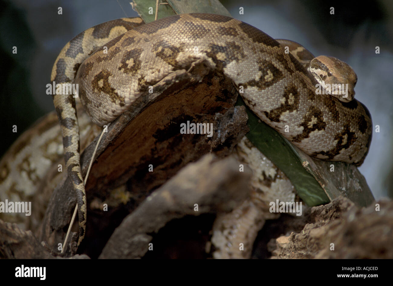 Snakes indian subcontinent hi-res stock photography and images - Alamy