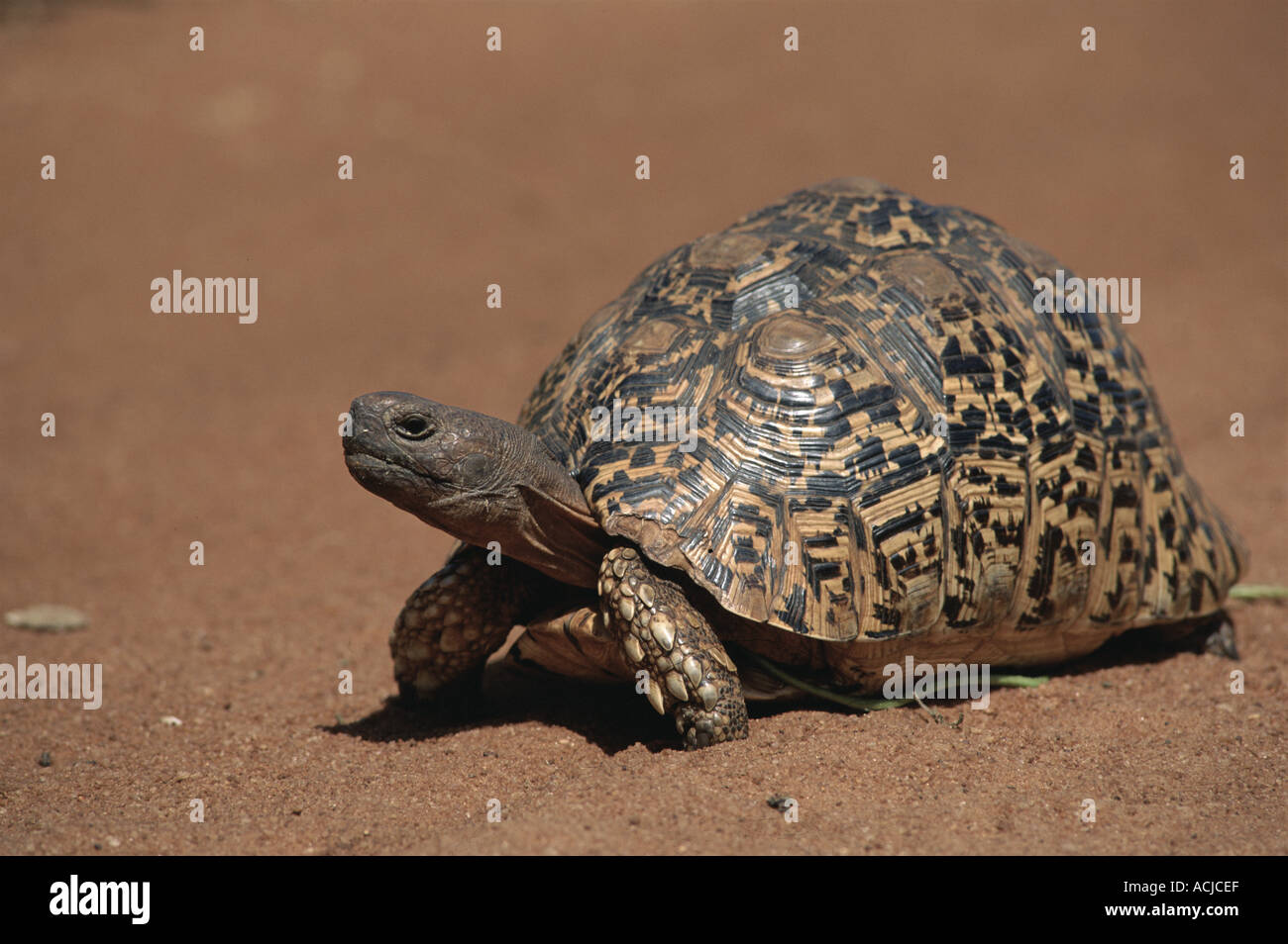Leopard tortoise on sand Tsavo National Park Kenya Stock Photo - Alamy