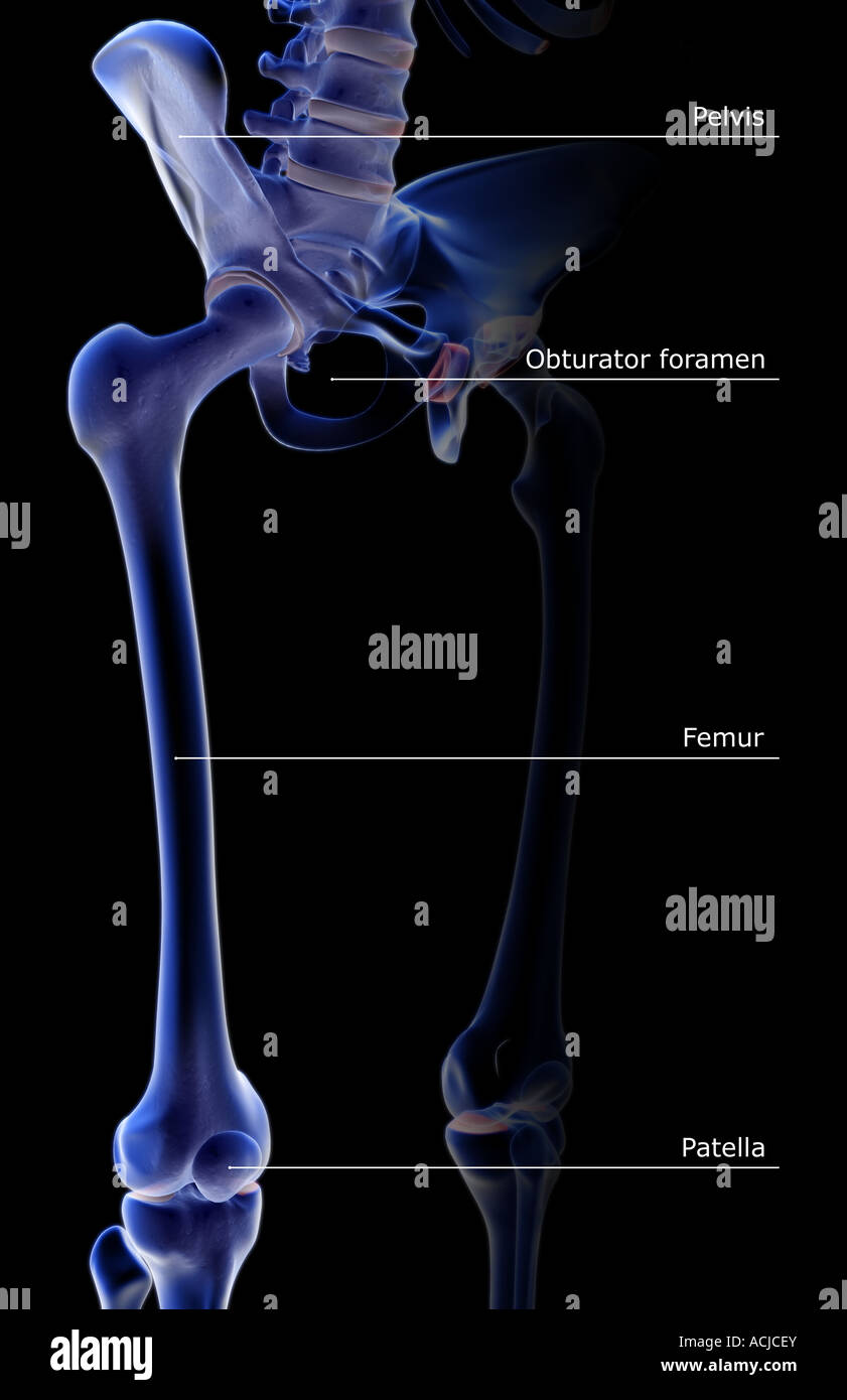 The bones of the lower limb Stock Photo - Alamy