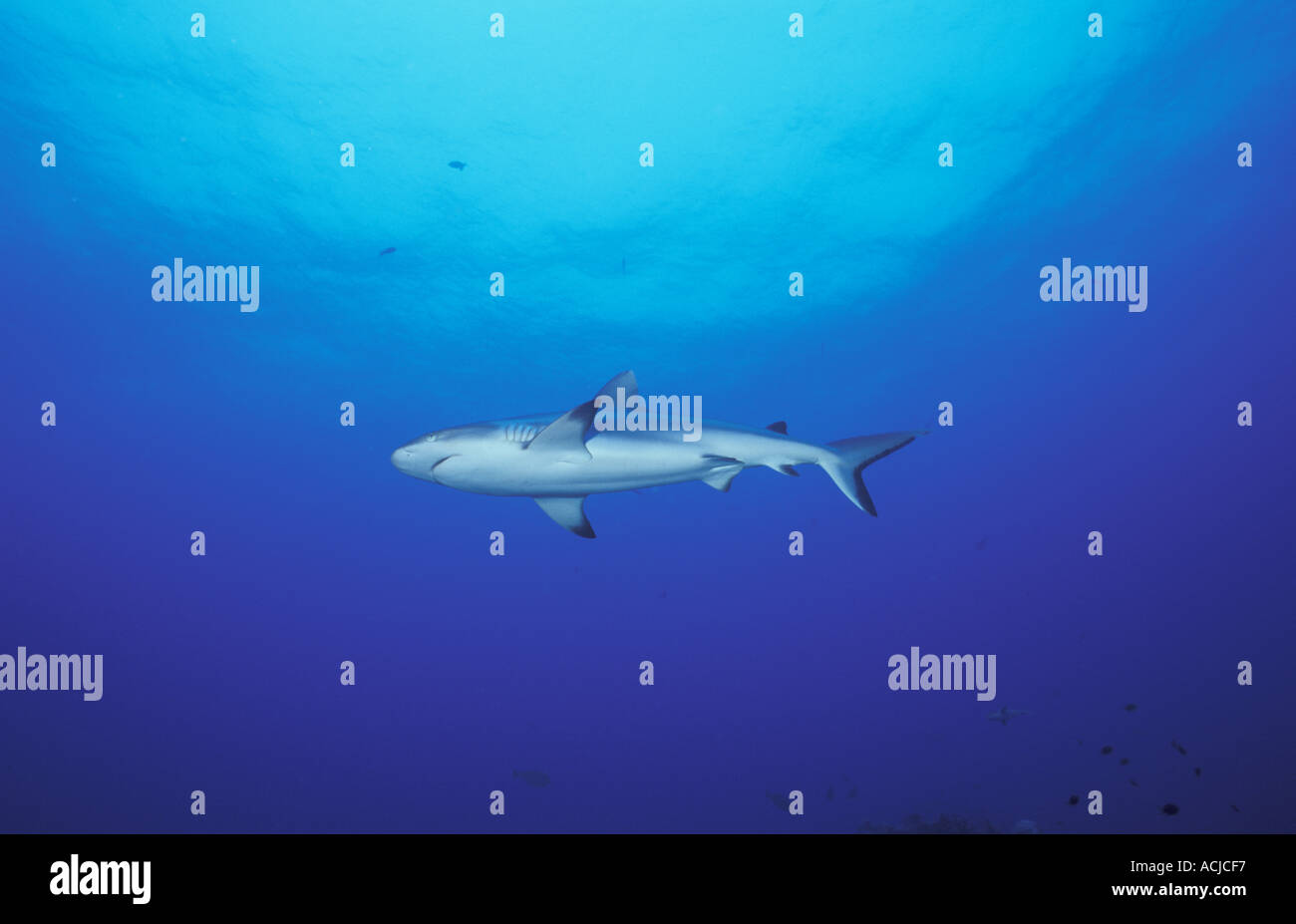 Blacktail Reef Shark Red Sea Carcharhinus wheeleri Stock Photo - Alamy