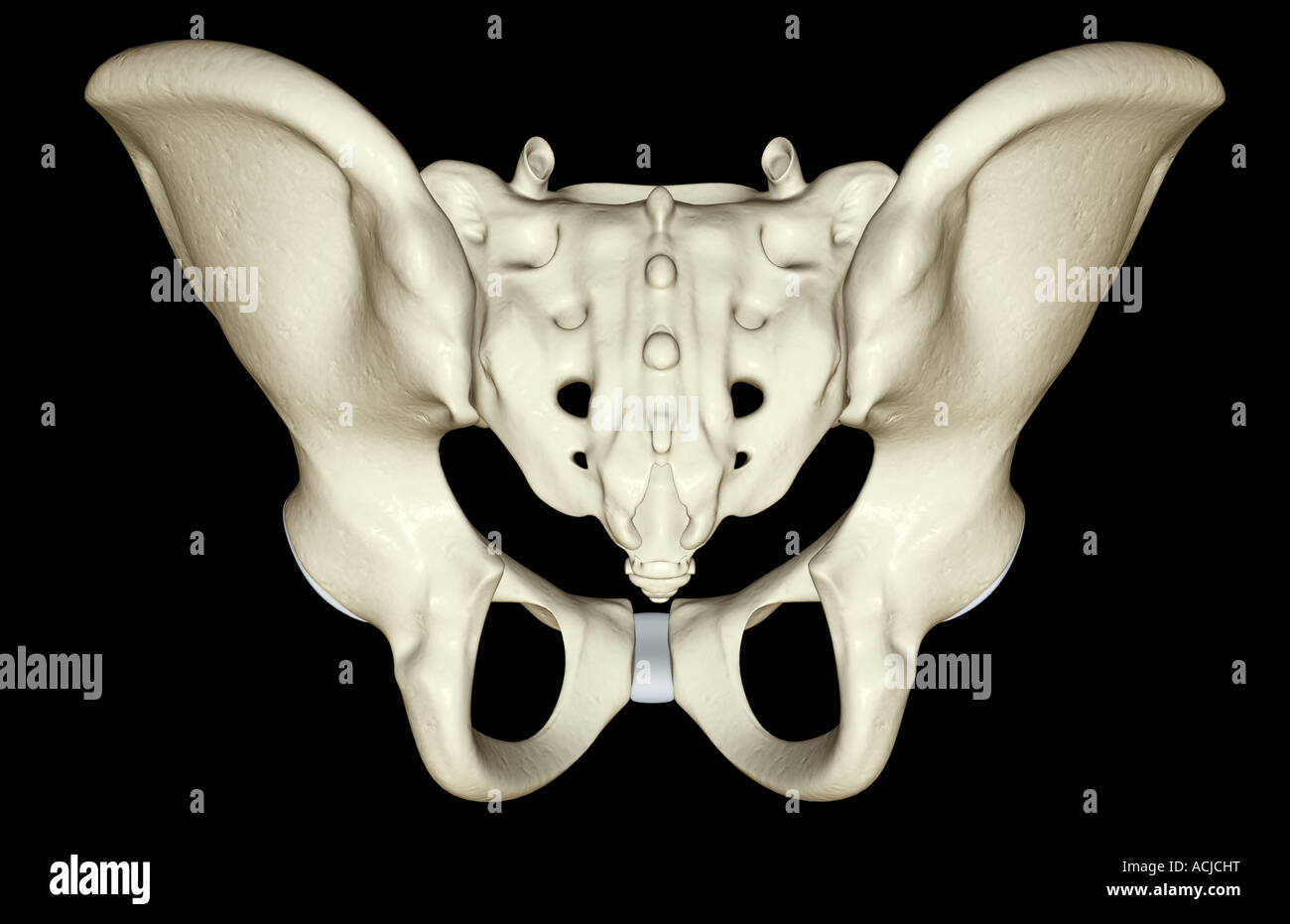 The bones of the pelvis Stock Photo - Alamy