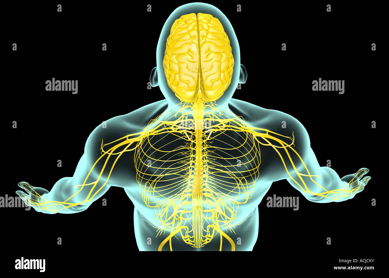 Axillary nerve shoulder hi-res stock photography and images - Alamy