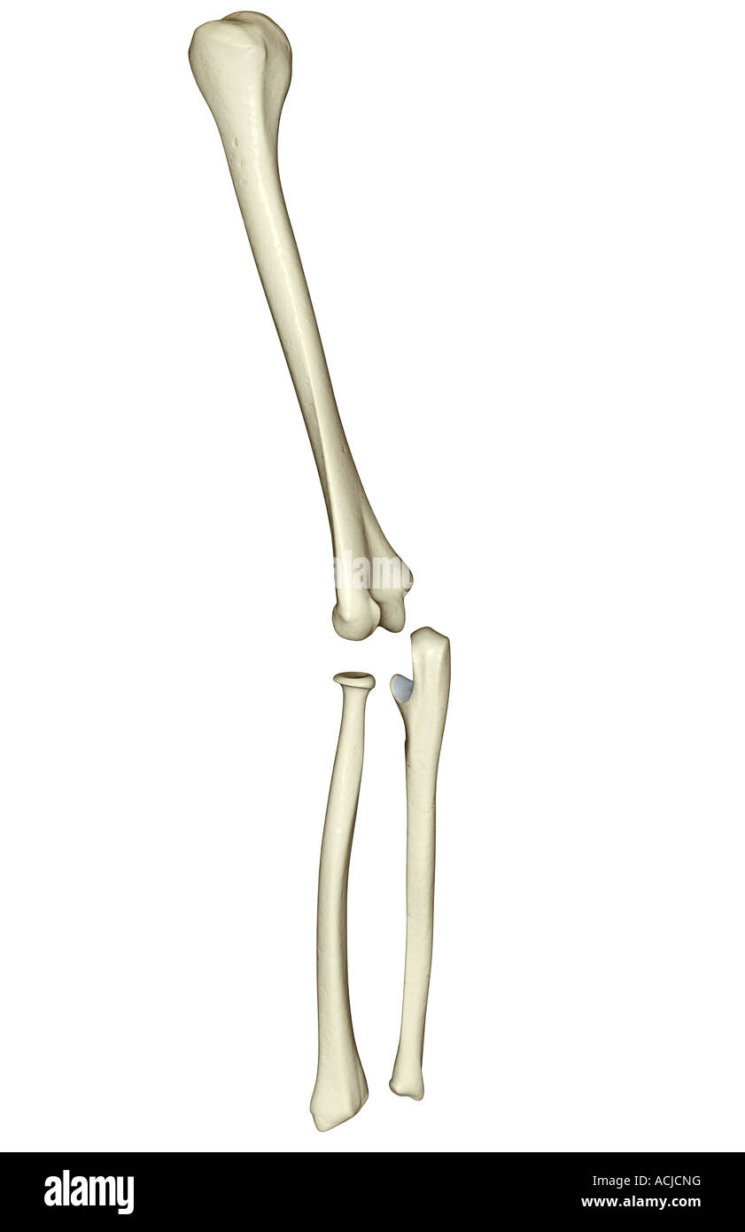 The bones of the upper limb Stock Photo - Alamy