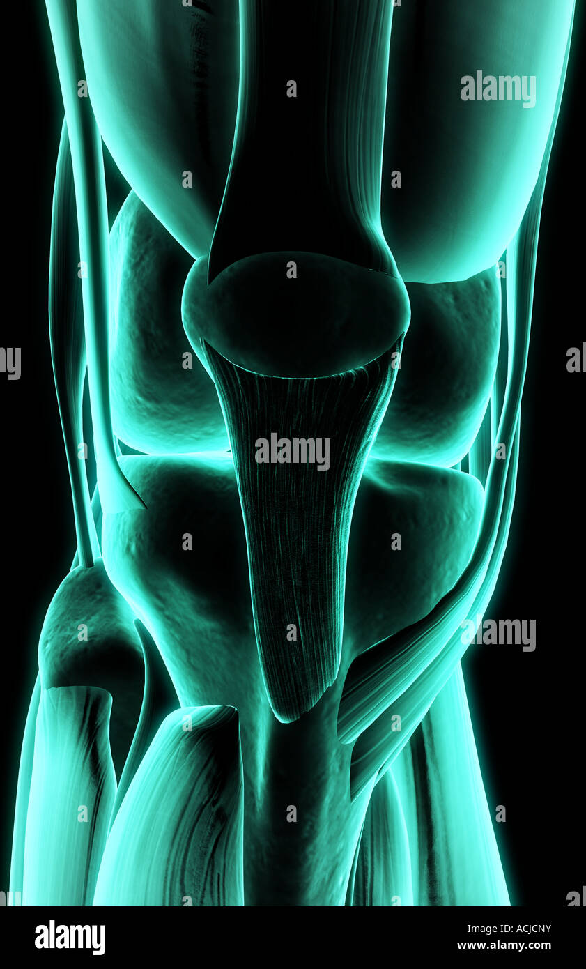 The muscles of the knee Stock Photo - Alamy