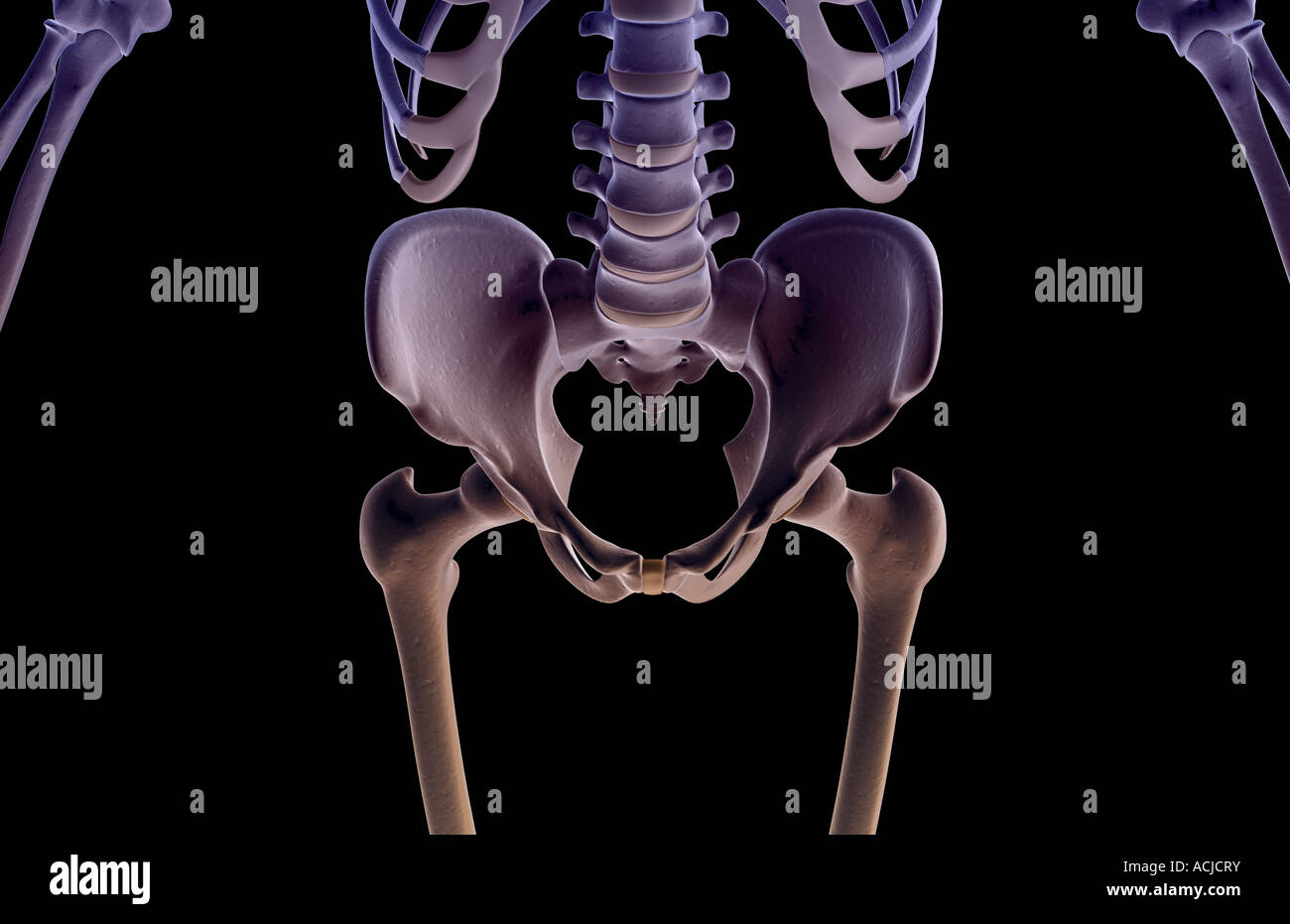 The bones of the lower body Stock Photo - Alamy