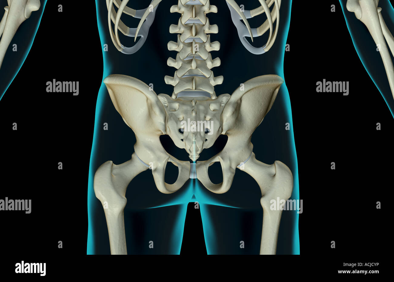 The bones of the lower body Stock Photo - Alamy