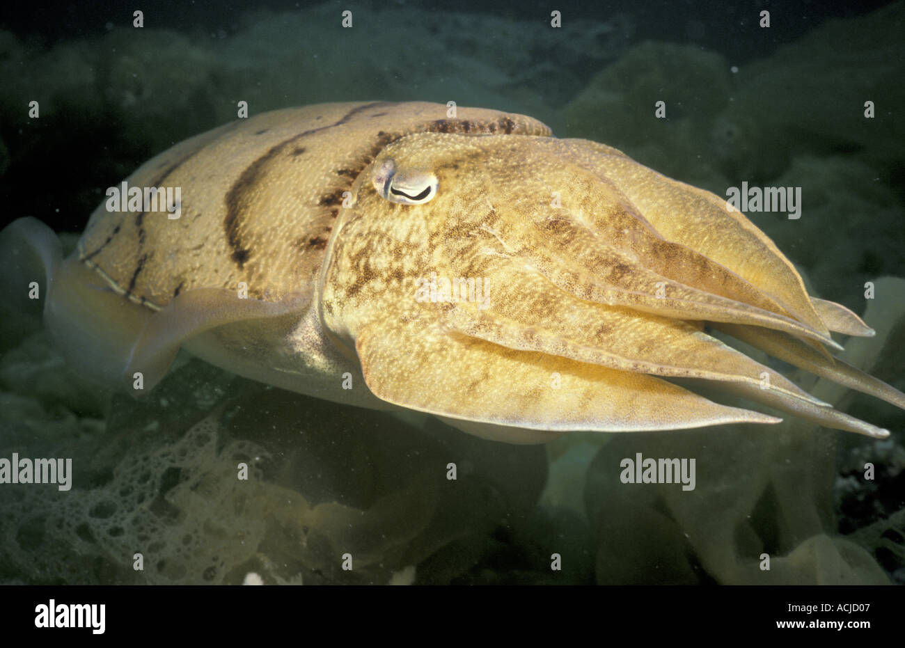 Cuttlefish pharaonis hi-res stock photography and images - Alamy