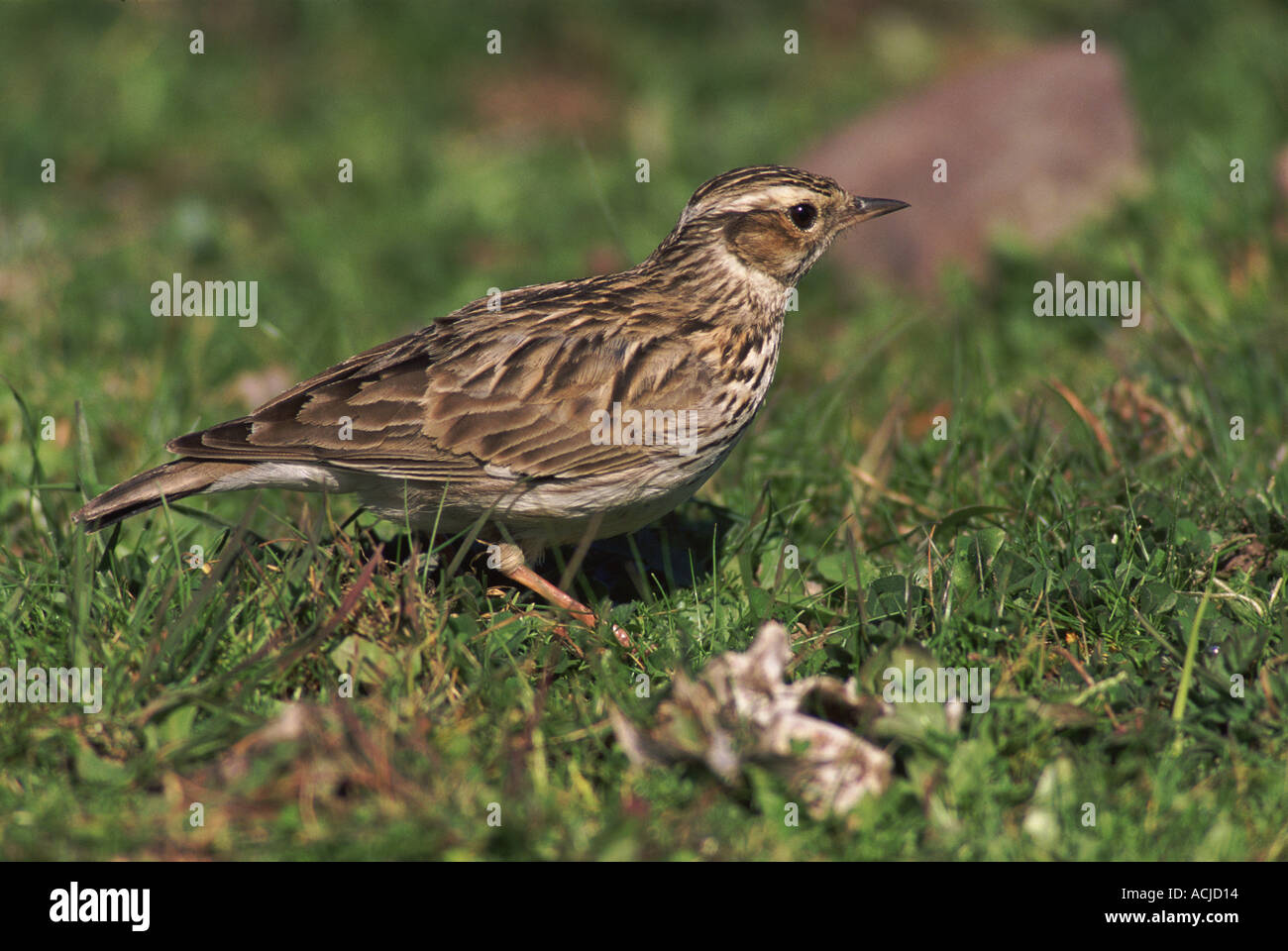 Foraginginsects hi-res stock photography and images - Alamy