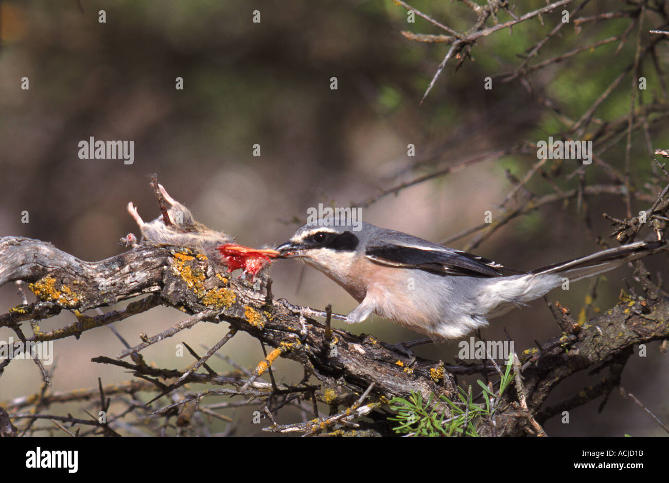 Great grey shrike with impaled mouse prey which it is dismembering to ...