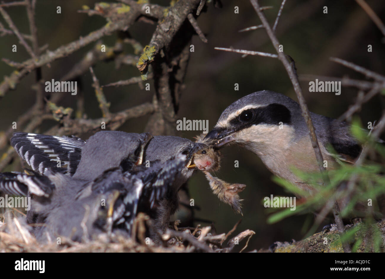 Great grey shrike feeding mouse prey to young Spain Stock Photo - Alamy