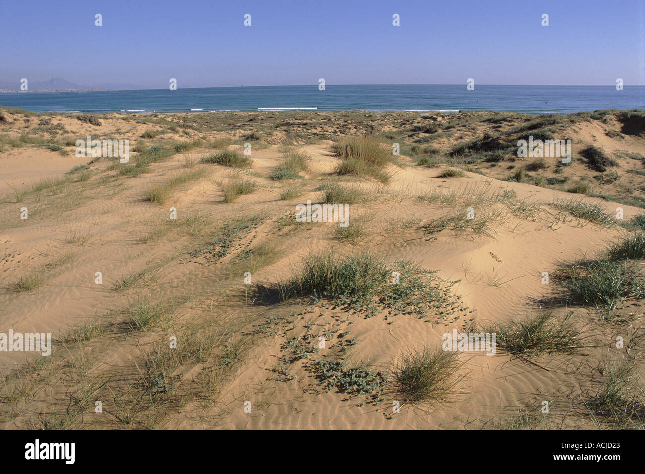 Sand dunes Elche Alicante Spain Europe Stock Photo - Alamy