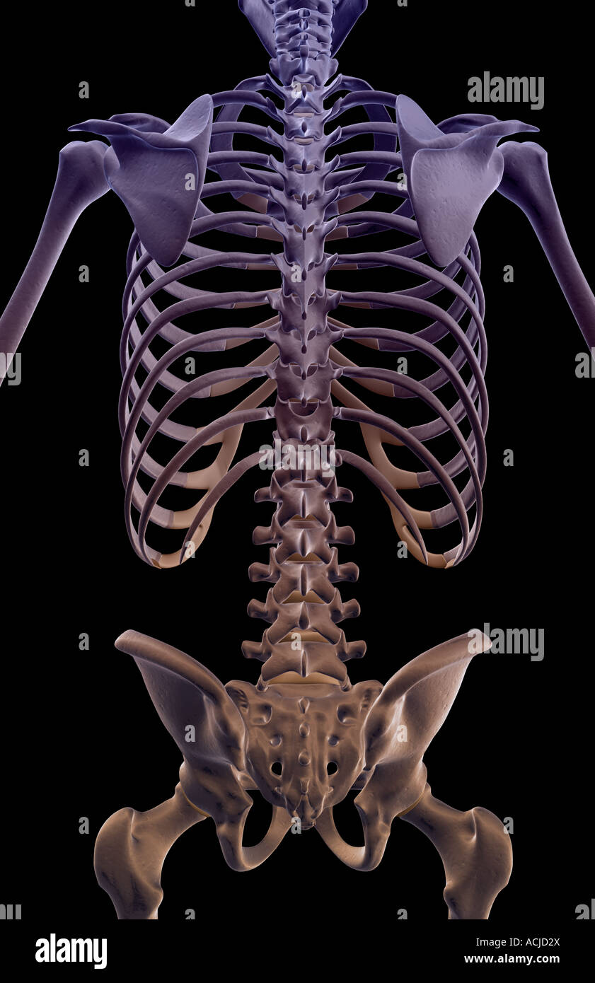 The bones of the trunk Stock Photo - Alamy