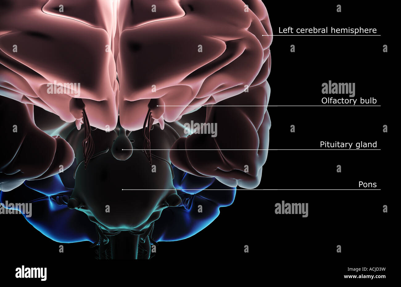 Cerebral peduncle hi-res stock photography and images - Alamy