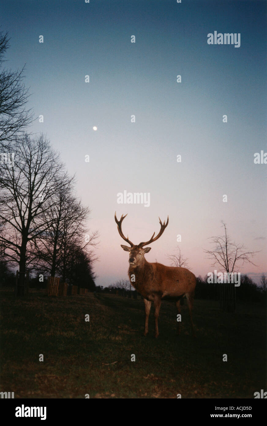 Make a buck hi-res stock photography and images - Alamy