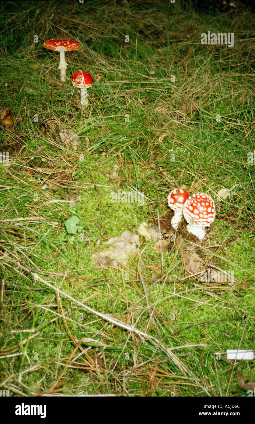 Four mushrooms in a field at night Stock Photo - Alamy