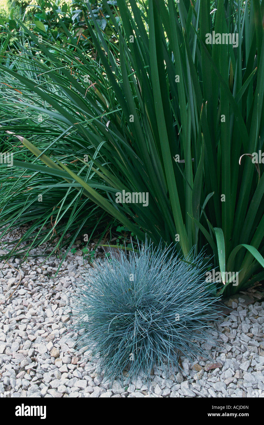 Garden plante forming a grass fluff plant with long leaves stones Stock ...