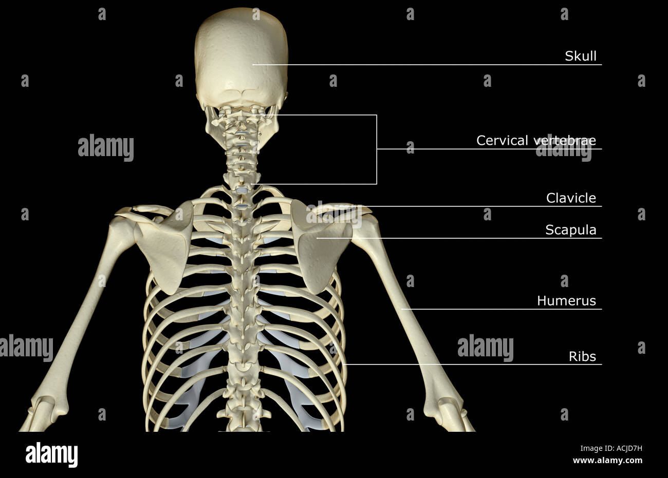 The bones of the upper body Stock Photo - Alamy