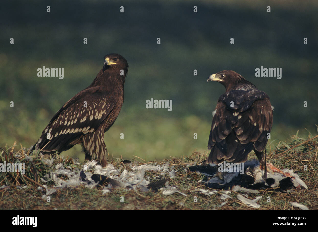 Greater spotted eagles Aquila clanga with prey juveniles Keoladeo NP ...
