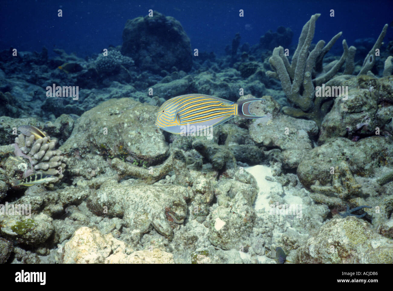 Striped surgeonfish Acanthurus lineatus in reef Maldives Indian Ocean ...