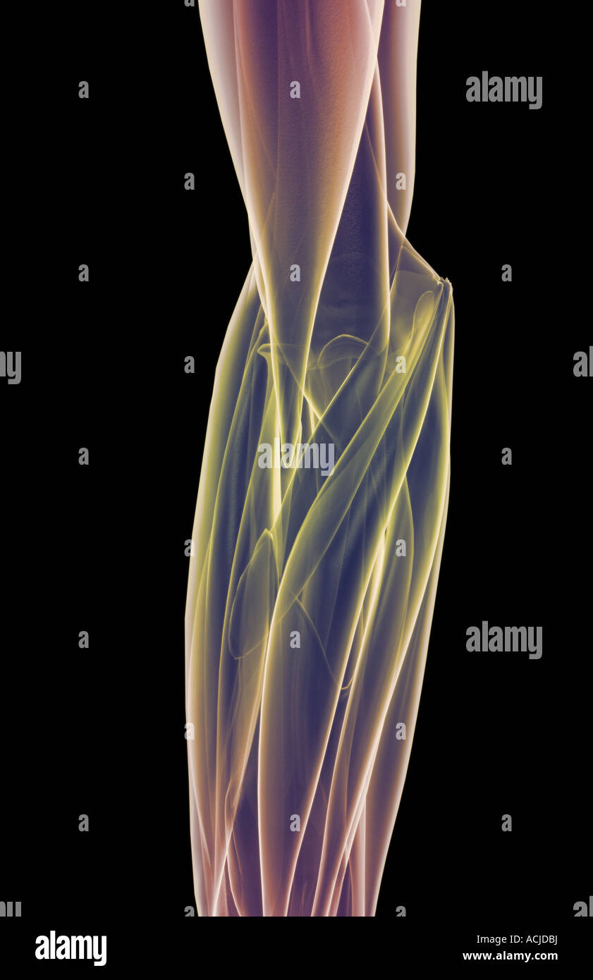 The muscles of the elbow Stock Photo - Alamy