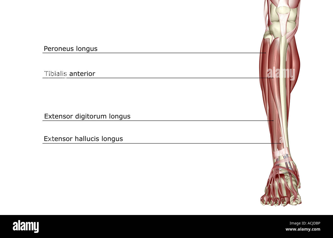 Muscles of the front of the leg hi-res stock photography and images - Alamy
