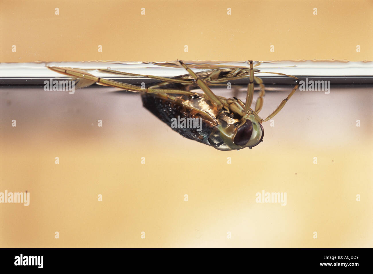 Corixa hi-res stock photography and images - Alamy