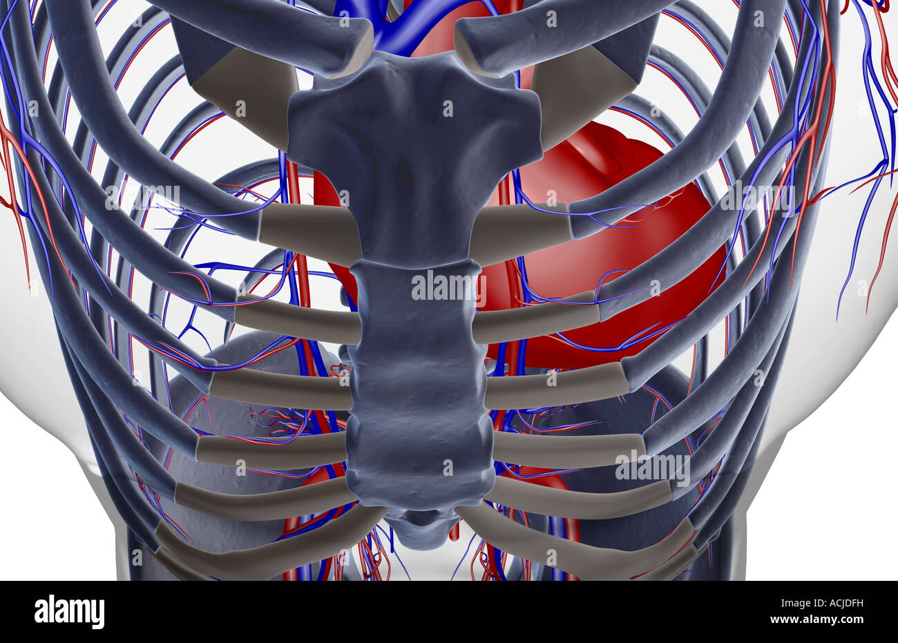 Blood vessels of the thorax hi-res stock photography and images - Alamy