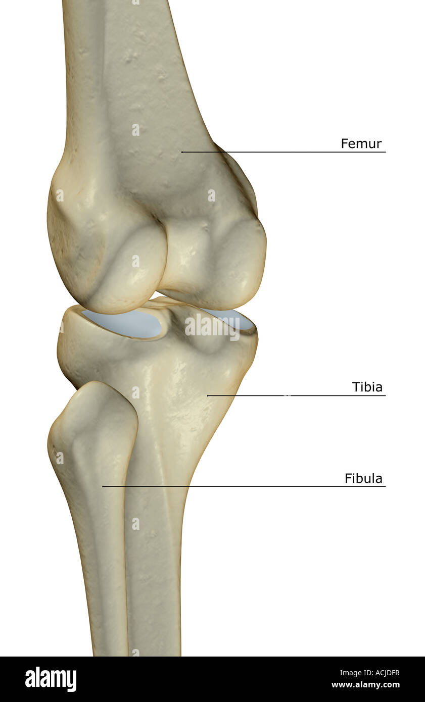 The bones of the knee Stock Photo - Alamy