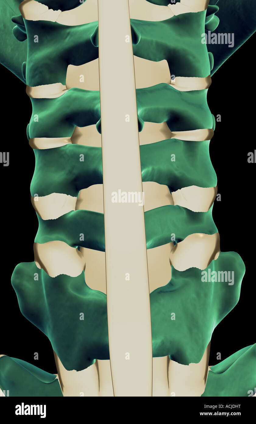 The ligaments of the neck Stock Photo - Alamy