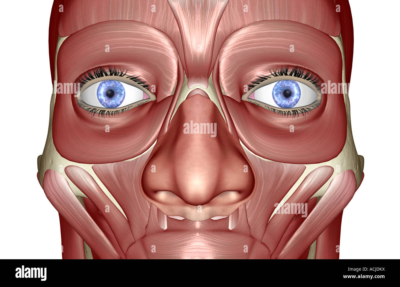 The muscles of the face Stock Photo - Alamy