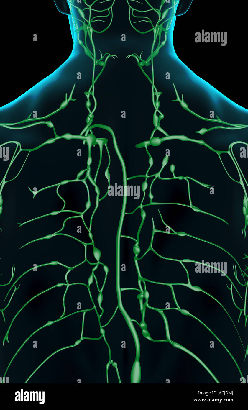 The lymph supply of the upper body Stock Photo - Alamy