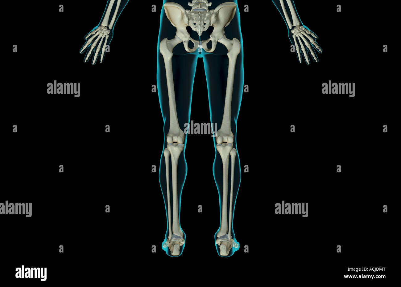The bones of the lower body Stock Photo - Alamy