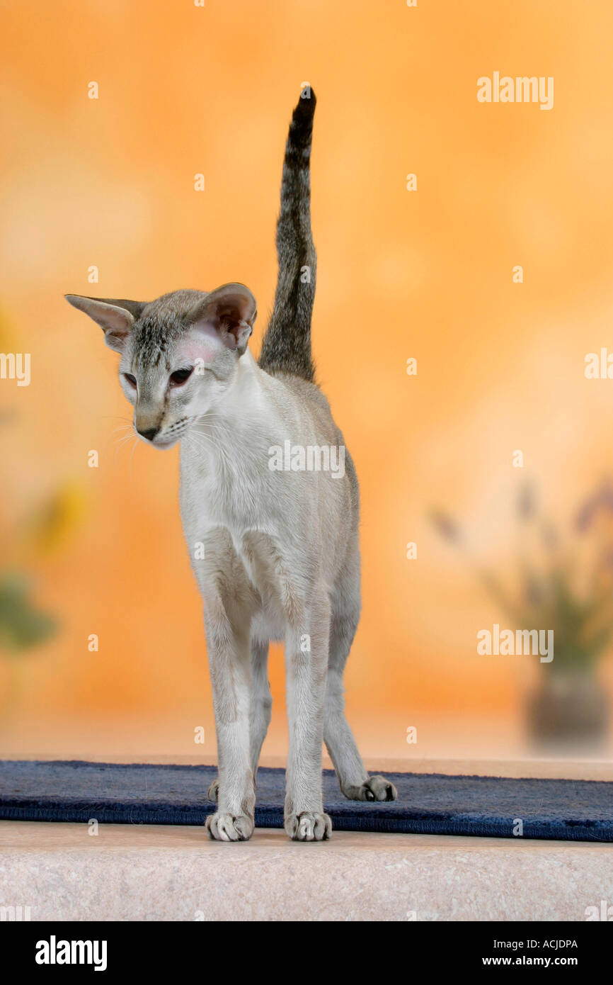 Tortie point siamese domestic cat hi-res stock photography and images ...