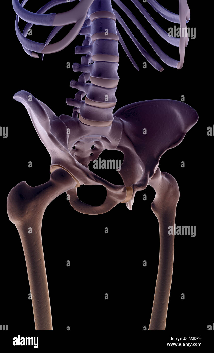 Front and side view of pelvis of hi-res stock photography and images ...