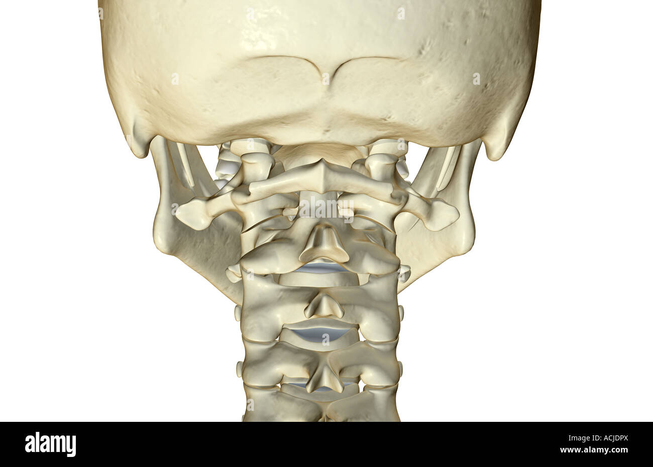 The bones of the neck Stock Photo - Alamy