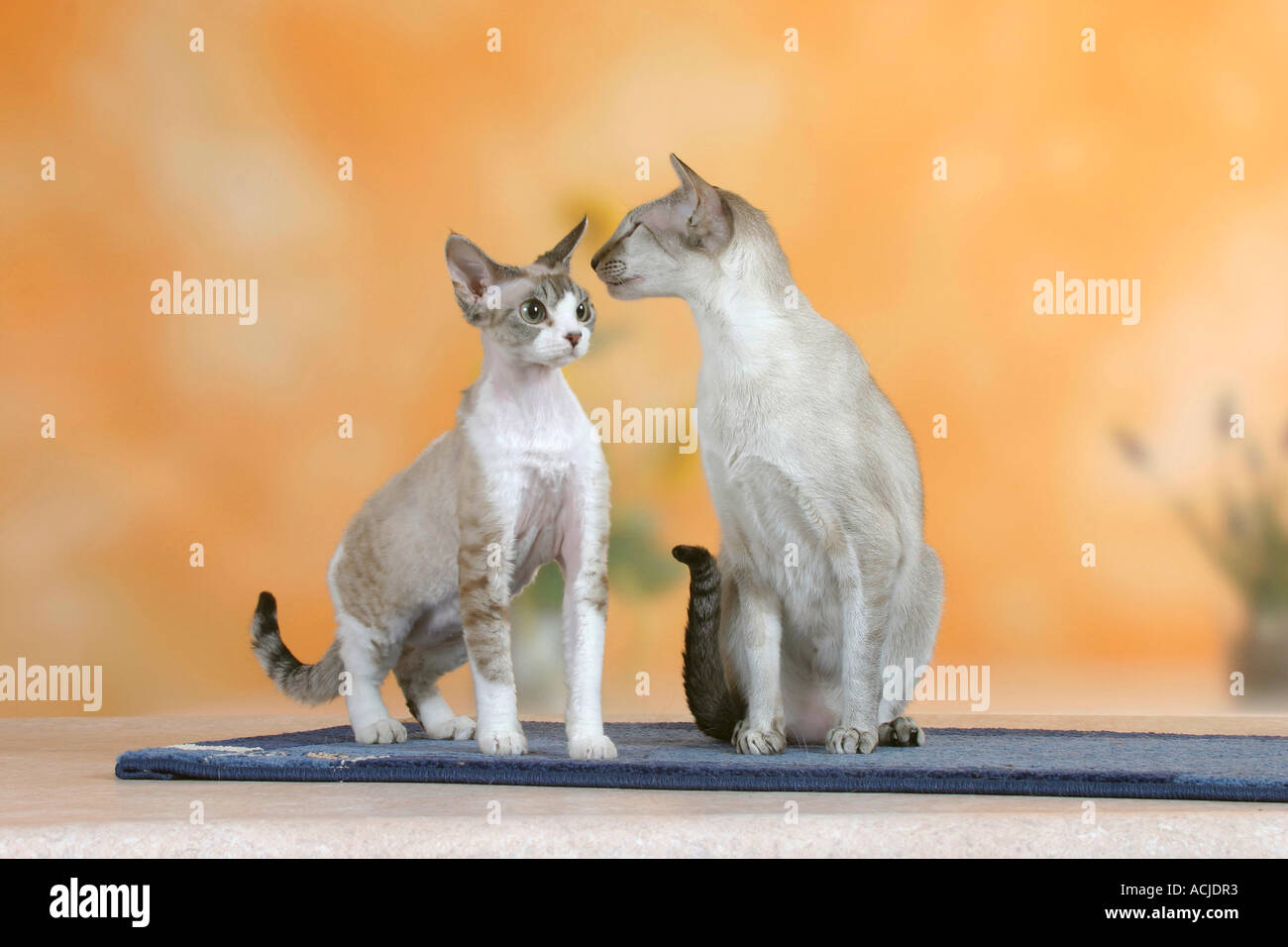 Devon Rex Tabby High Resolution Stock Photography and Images - Alamy