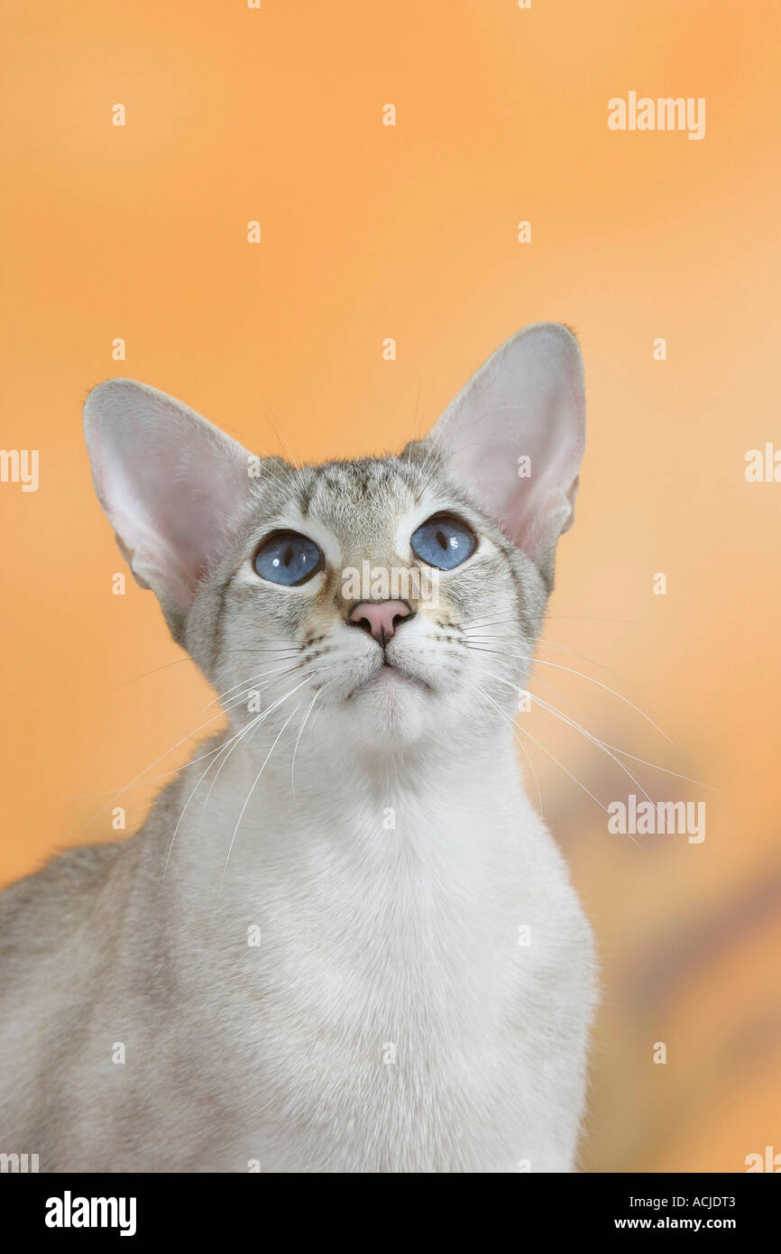 Tortie point siamese domestic cat hi-res stock photography and images ...