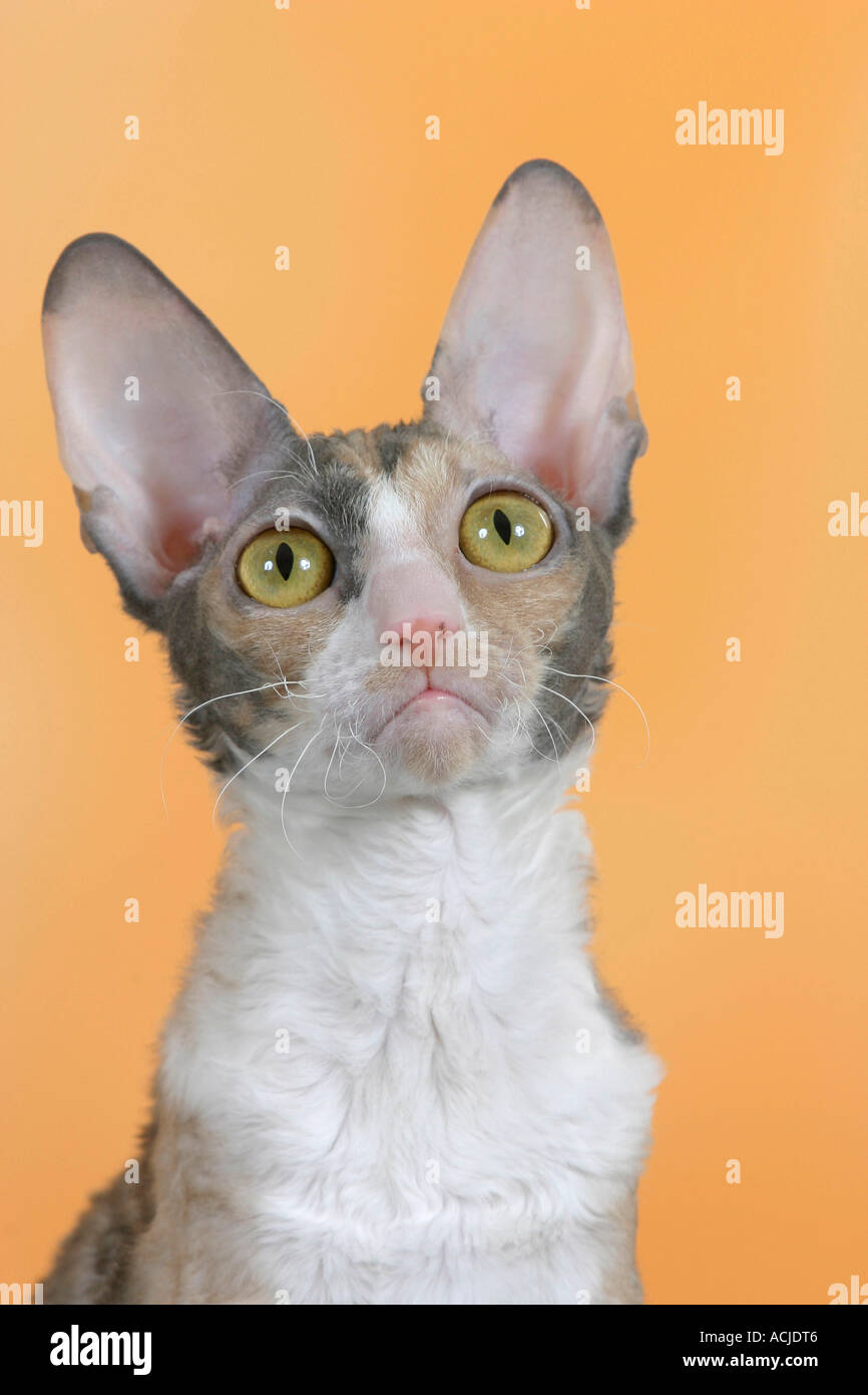 Rex hi-res stock photography and images - Alamy