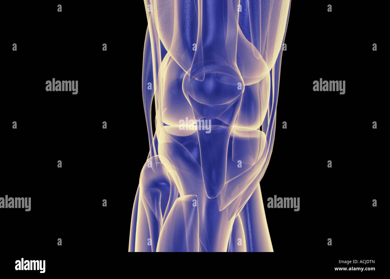 The muscles of the knee Stock Photo - Alamy