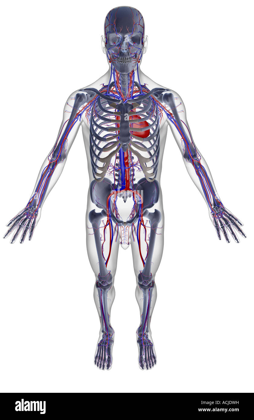 The vascular system Stock Photo - Alamy
