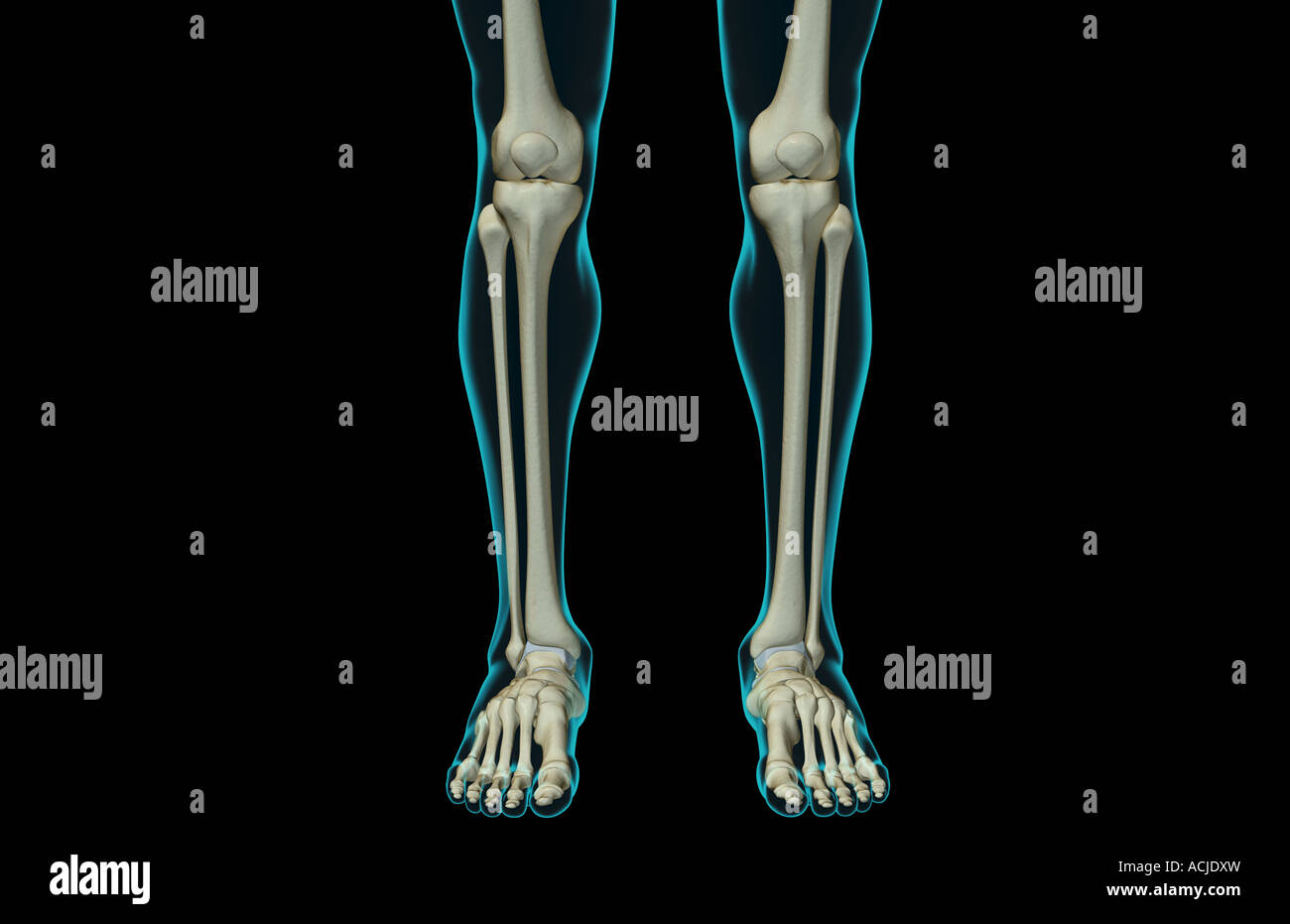 The bones of the leg Stock Photo - Alamy