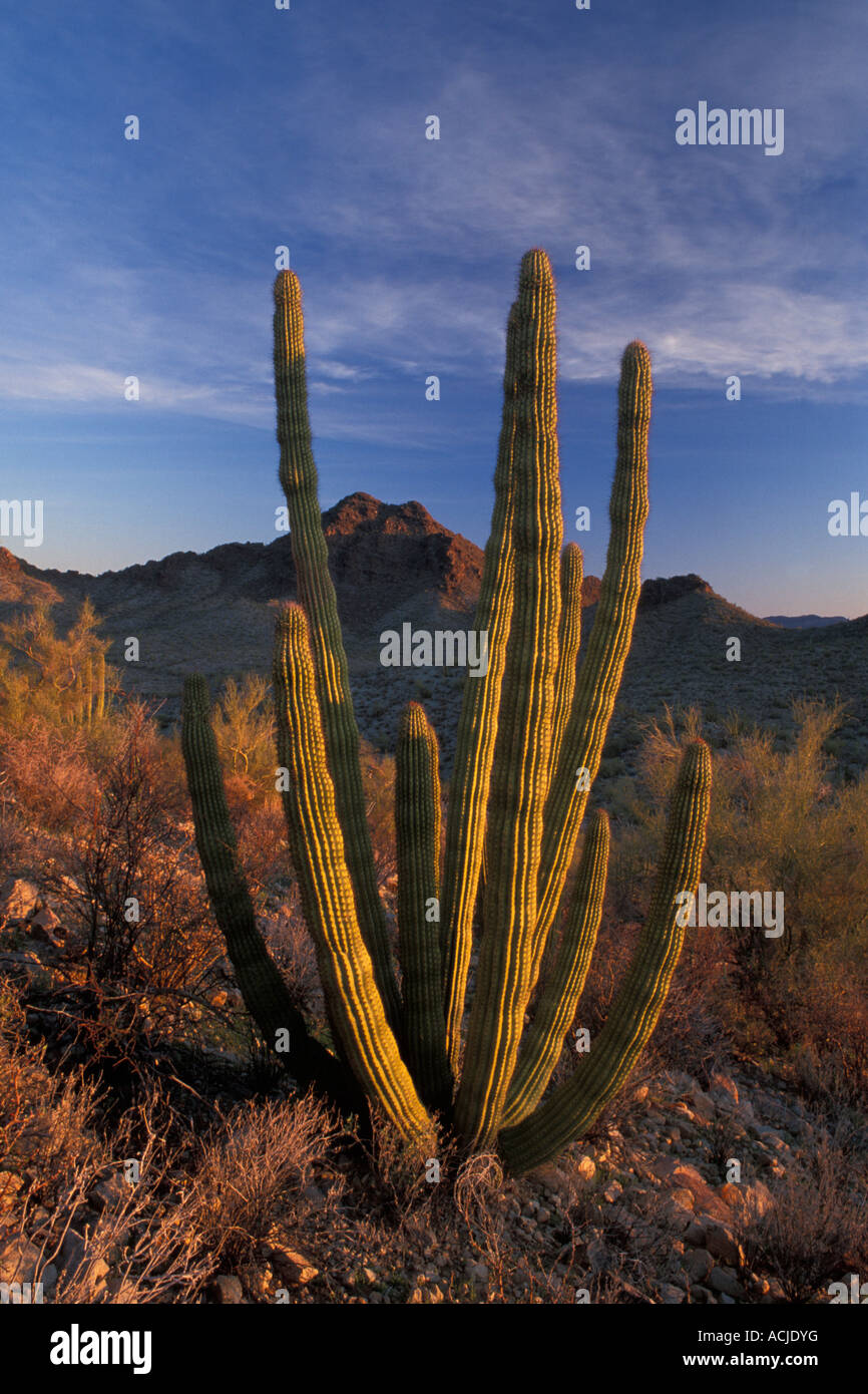 Organ Pipe Cactus, Sonoran desert, Organ Pipe Cactus National Monument ...
