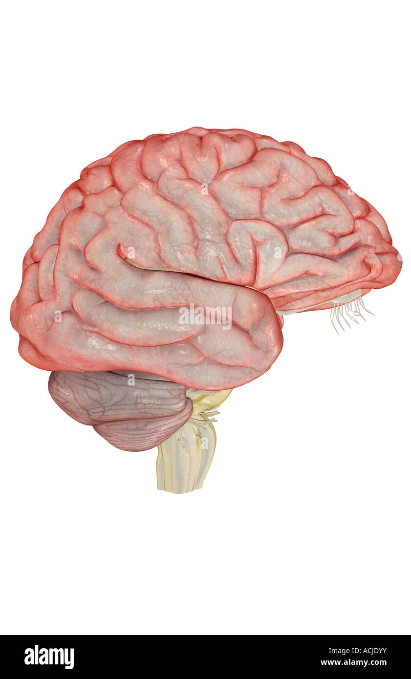Brain insula hi-res stock photography and images - Alamy