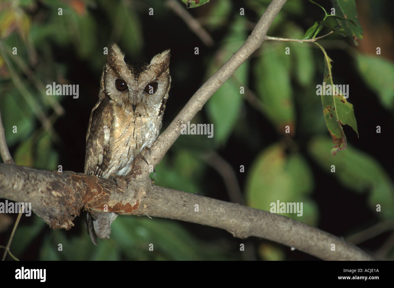 Collared owls hi-res stock photography and images - Alamy
