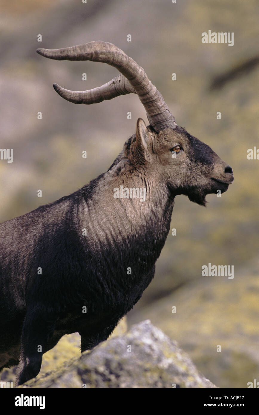 Male wild goat hi-res stock photography and images - Alamy