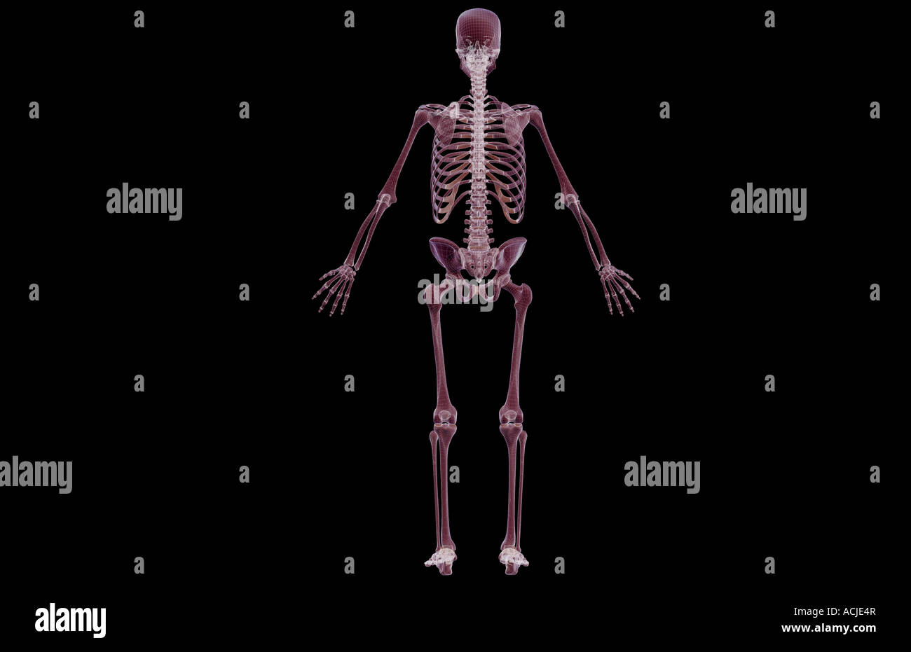 Full skeletal structure hi-res stock photography and images - Alamy